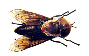 cow-fly – मराठी विश्वकोश