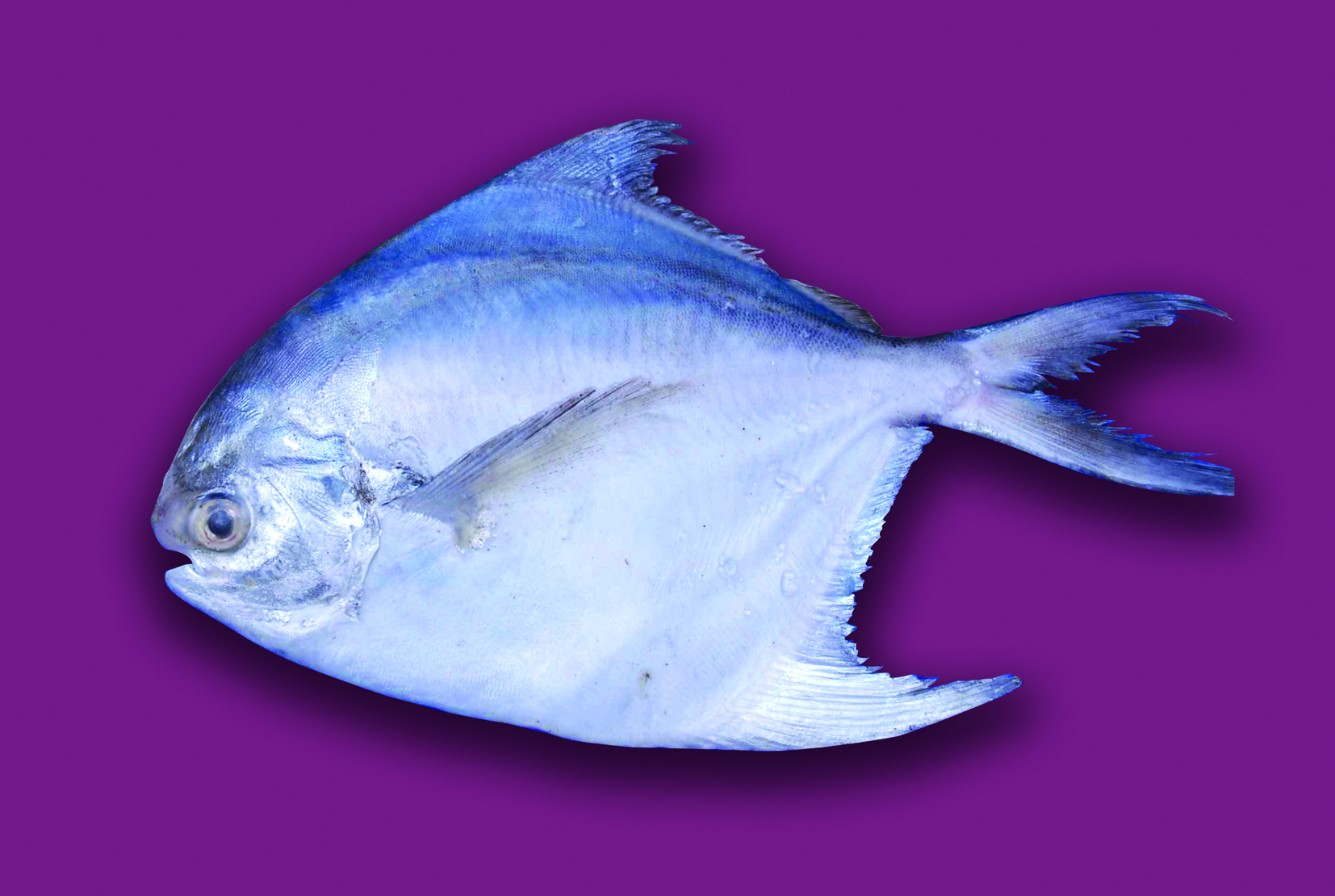 पापलेट (Pomfret) – मराठी विश्वकोश