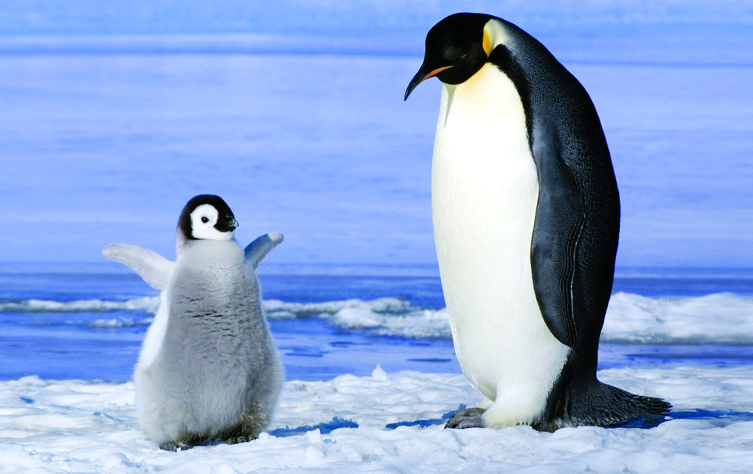 पेंग्विन (Penguin) – मराठी विश्वकोश