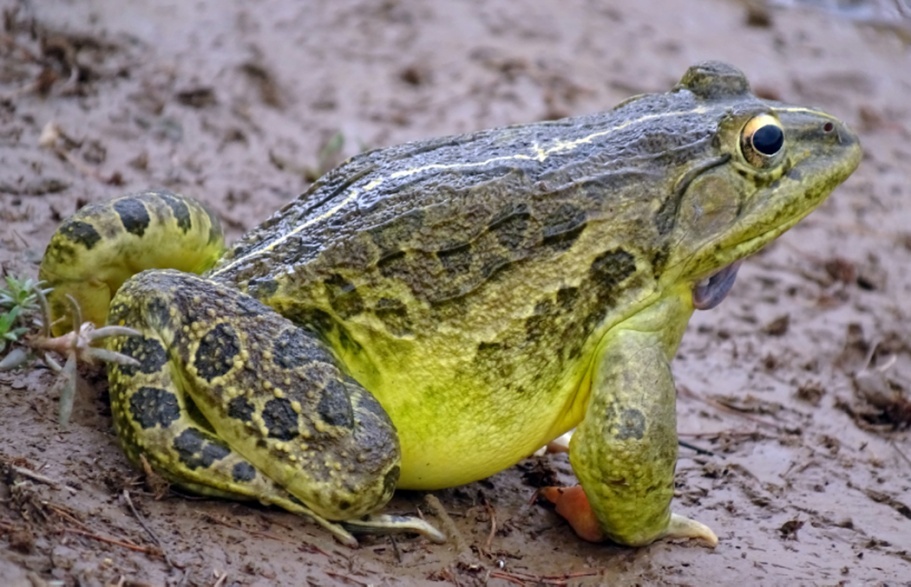 बेडूक (Frog) – मराठी विश्वकोश