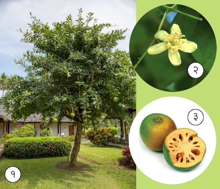 बेल (Bael tree) – मराठी विश्वकोश