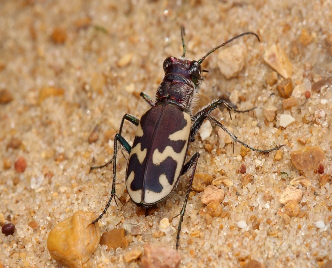भुंगेरा (Beetle) – मराठी विश्वकोश