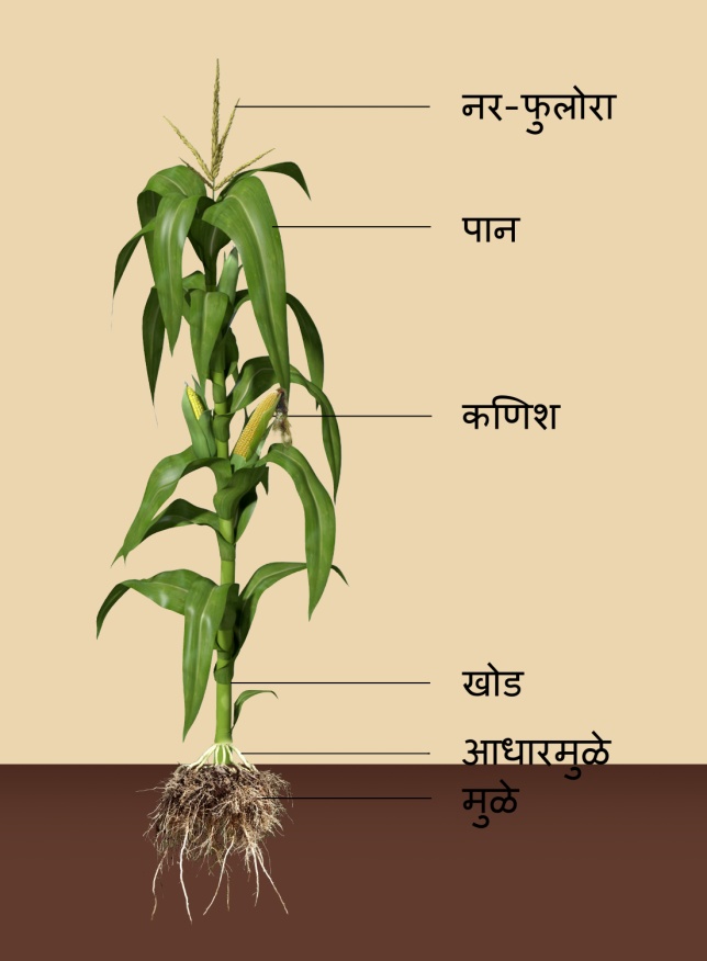 मका (Maize) – मराठी विश्वकोश