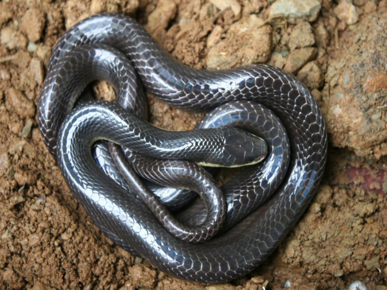 मण्यार (Common krait) – मराठी विश्वकोश