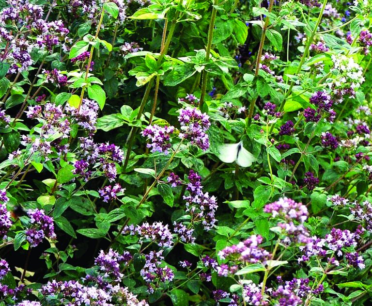 मरवा (Sweet marjoram) – मराठी विश्वकोश