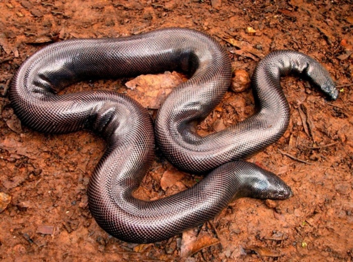 मांडूळ (Sand boa) – मराठी विश्वकोश