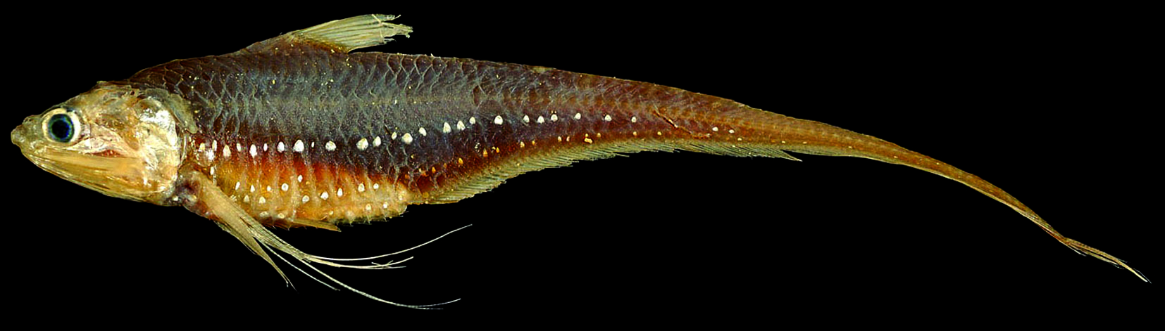 मांदेली (Golden anchovy) – मराठी विश्वकोश