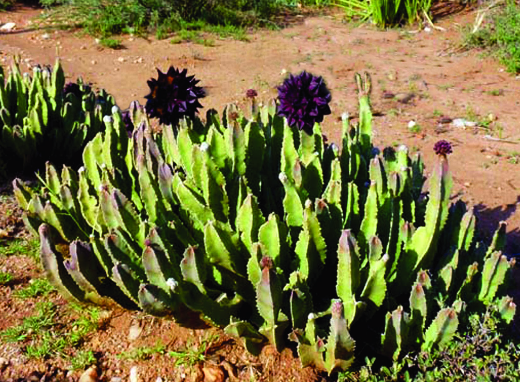 पाणमांजर (Otter) – मराठी विश्वकोश