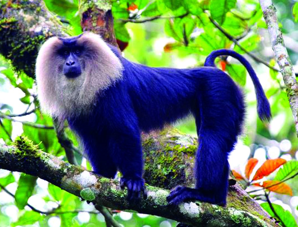 माकड (Monkey) – मराठी विश्वकोश