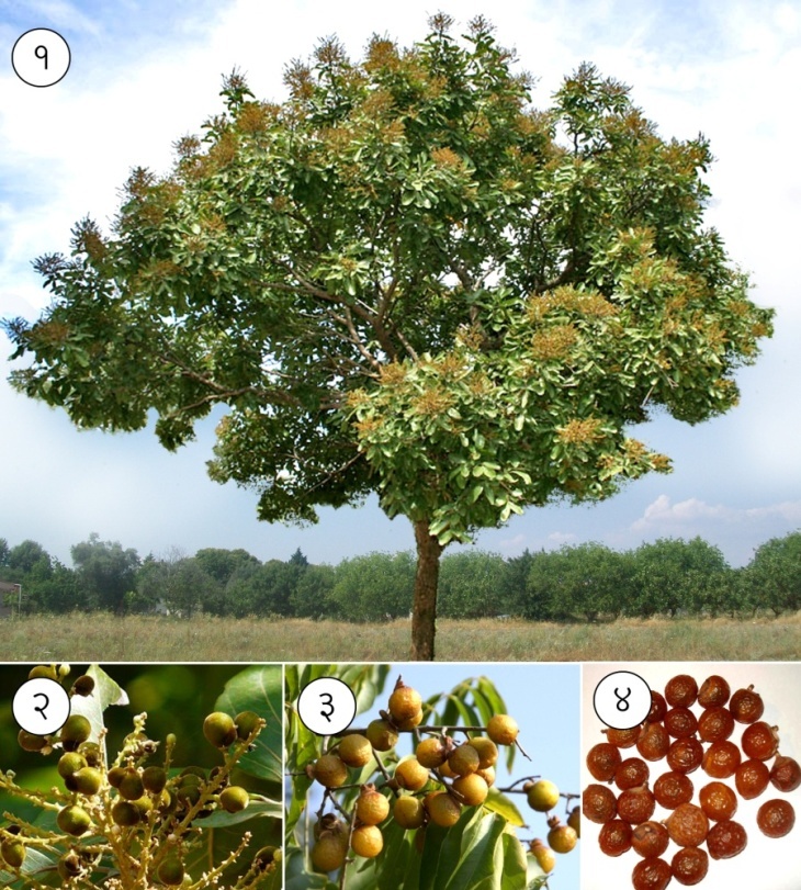 रिठा (Soapnut tree) – मराठी विश्वकोश