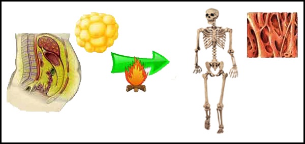 धातु (आयुर्वेद) (Dhatu-Ayurveda) – मराठी विश्वकोश