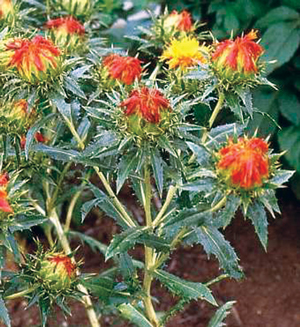 करडई (Safflower) – मराठी विश्वकोश