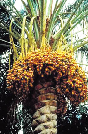 खजूर (Date palm) – मराठी विश्वकोश