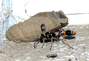 गांधील माशी (Wasp) – मराठी विश्वकोश