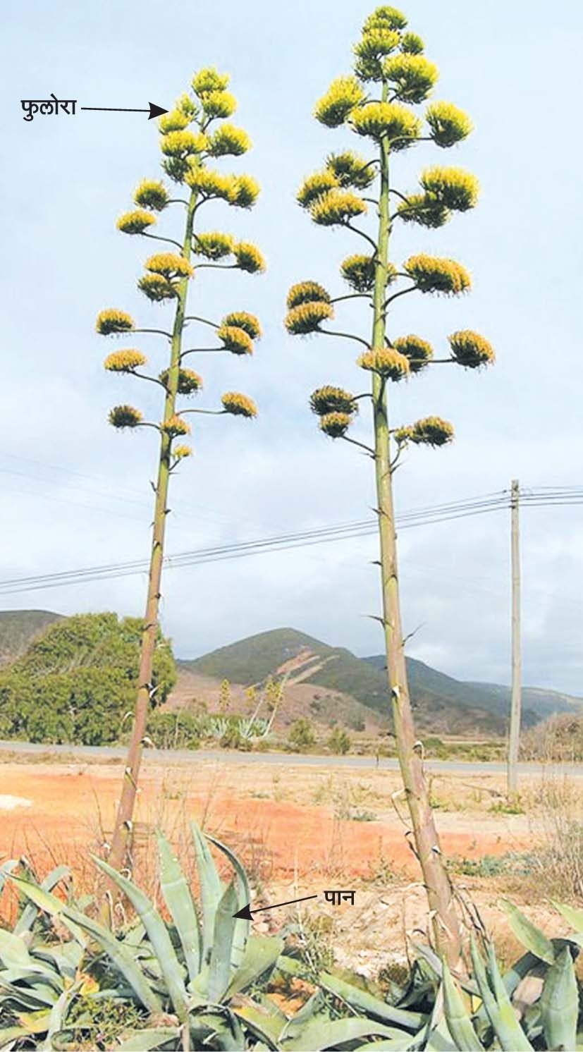 घायपात (Agave) – मराठी विश्वकोश