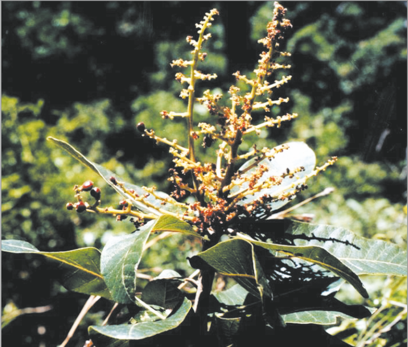 चारोळी (Chironji tree) – मराठी विश्वकोश