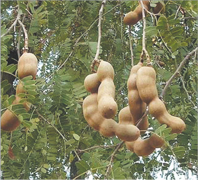 चिंच (Tamarind) – मराठी विश्वकोश