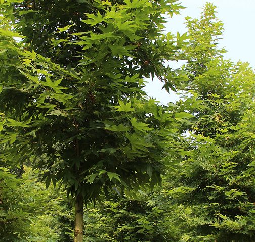 चिनार (Oriental Plane) – मराठी विश्वकोश