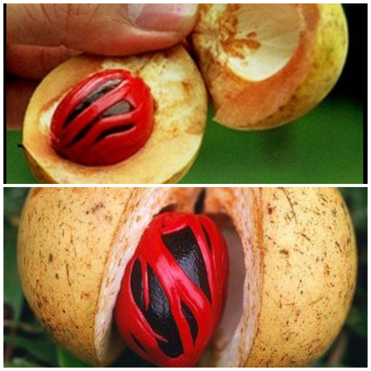 जायफळ (Nutmeg) – मराठी विश्वकोश