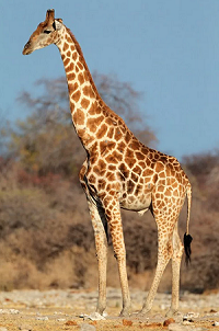जिराफ (Giraffe) – मराठी विश्वकोश