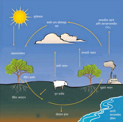 कार्बन चक्र (Carbon cycle) – मराठी विश्वकोश