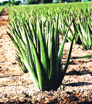 कोरफड (Indian aloe) – मराठी विश्वकोश