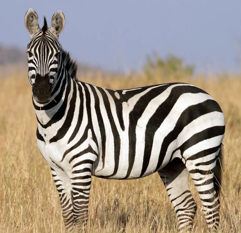 झीब्रा (Zebra) – मराठी विश्वकोश