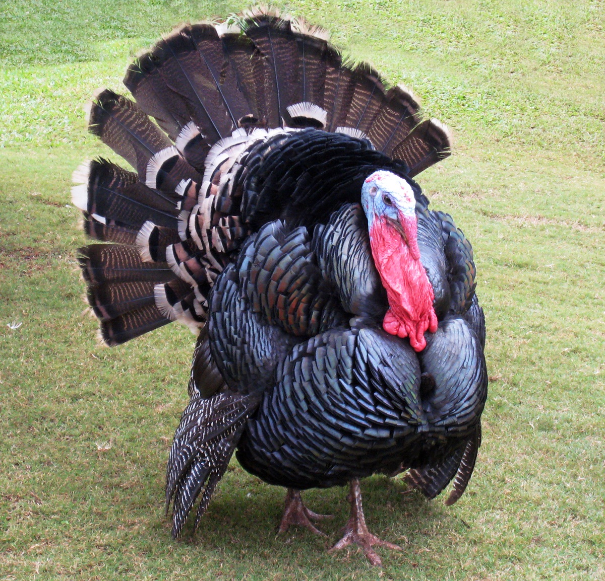 टर्की (Turkey) – मराठी विश्वकोश