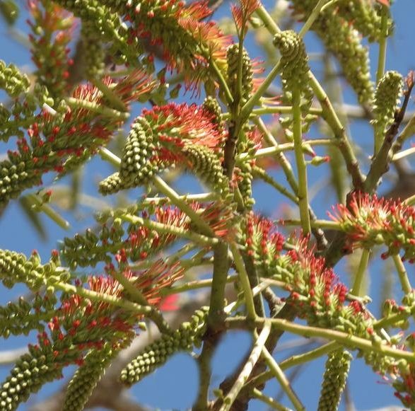 टोकफळ (Pink cedar) – मराठी विश्वकोश