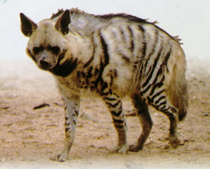 तरस (Hyena) – मराठी विश्वकोश