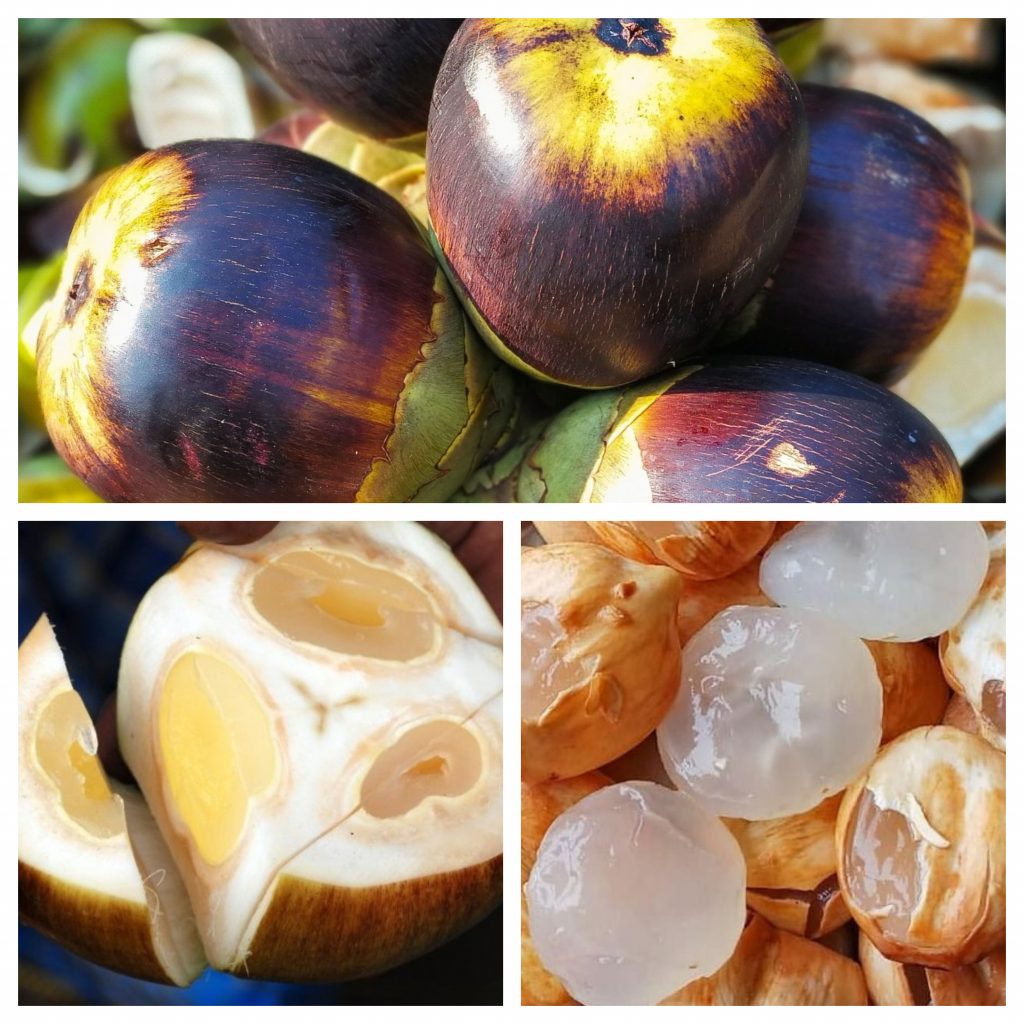 ताड (Palmyra palm) – मराठी विश्वकोश