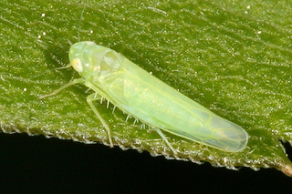 तुडतुडा (Leaf hopper) – मराठी विश्वकोश