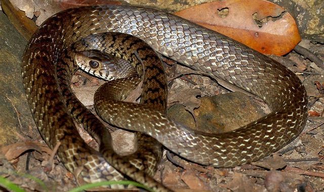 धामण (Rat snake) – मराठी विश्वकोश
