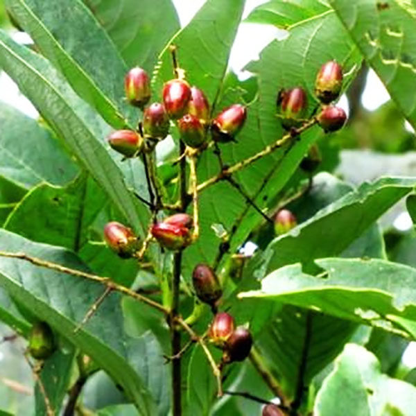 सूत्रकृमी (Rounworm) – मराठी विश्वकोश