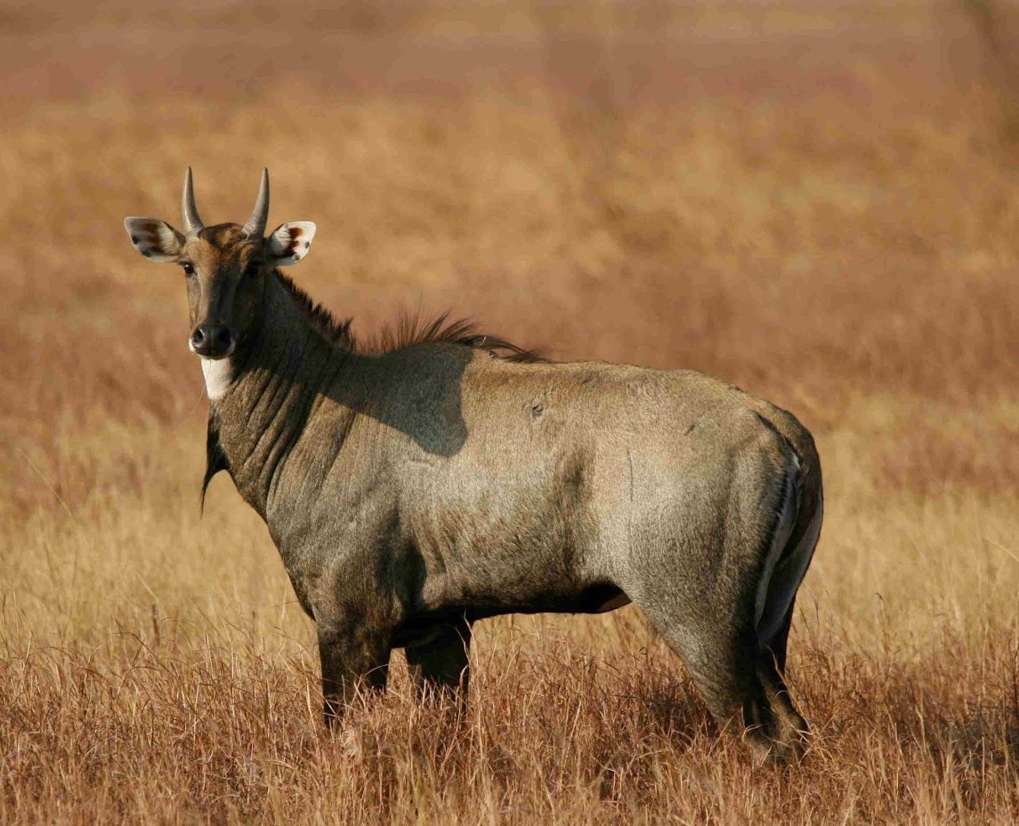 नीलगाय (Nilgai) – मराठी विश्वकोश