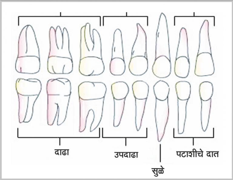 दात (Teeth) – मराठी विश्वकोश