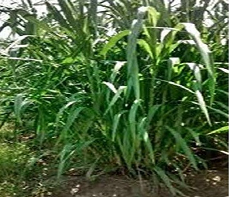 गिनी गवत (Guinea Grass) – मराठी विश्वकोश