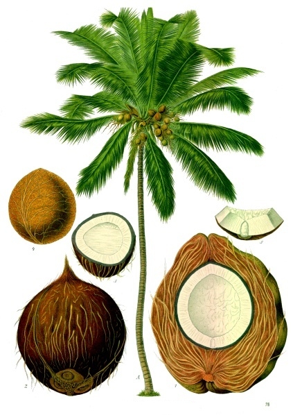 नारळ (Coconut) – मराठी विश्वकोश