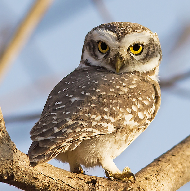 पिंगळा (Owlet) – मराठी विश्वकोश