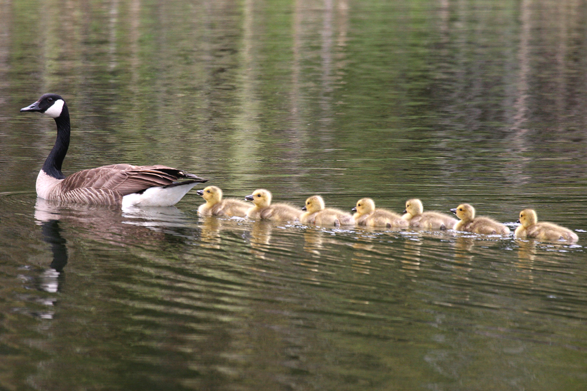 सहजात संस्करण, पक्ष्यांचे (Imprinting mechanism in Birds ) – मराठी विश्वकोश