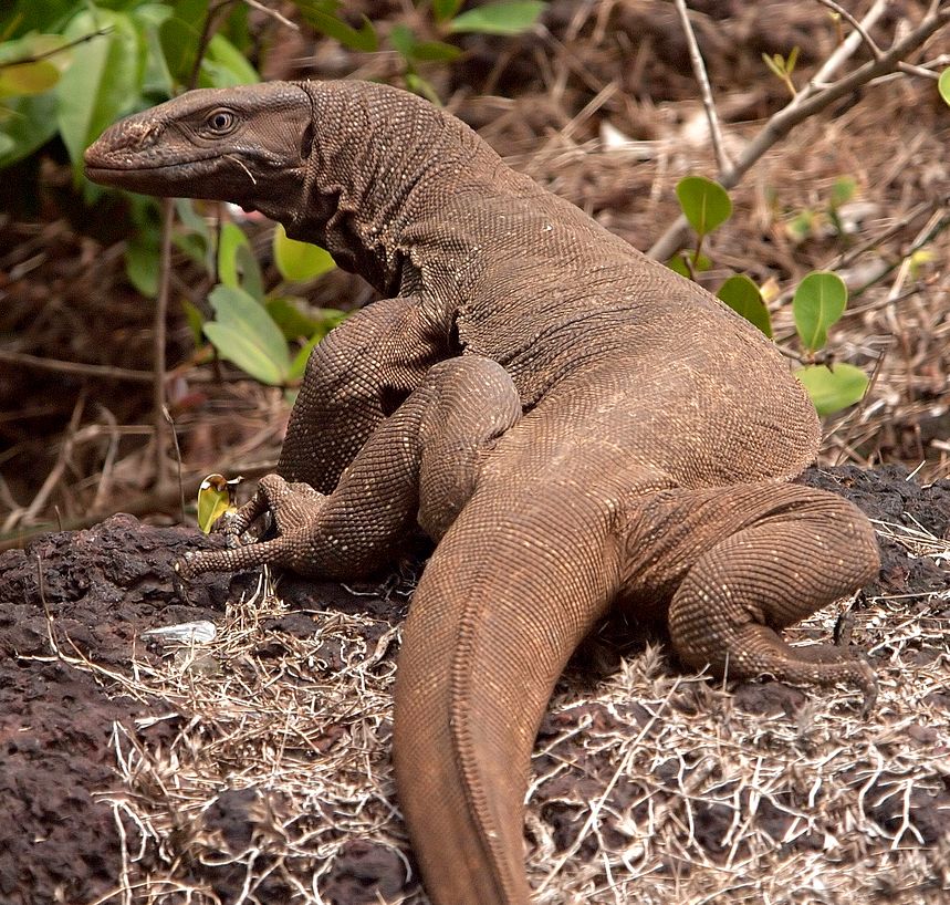 सकला मासा (Black King Fish / Cobia) – मराठी विश्वकोश