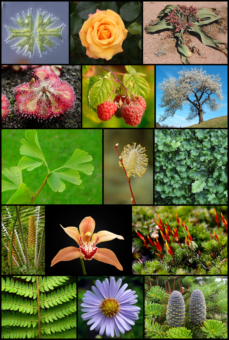 वनस्पती (Plant) – मराठी विश्वकोश