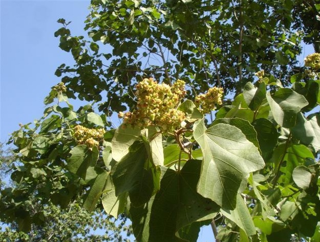 वारंग (Kydia calycina) – मराठी विश्वकोश