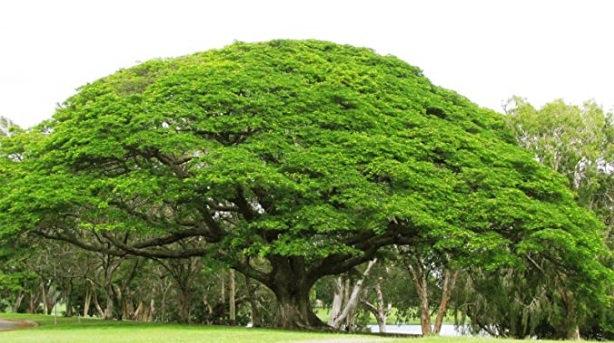 वर्षावृक्ष (Rain tree) – मराठी विश्वकोश