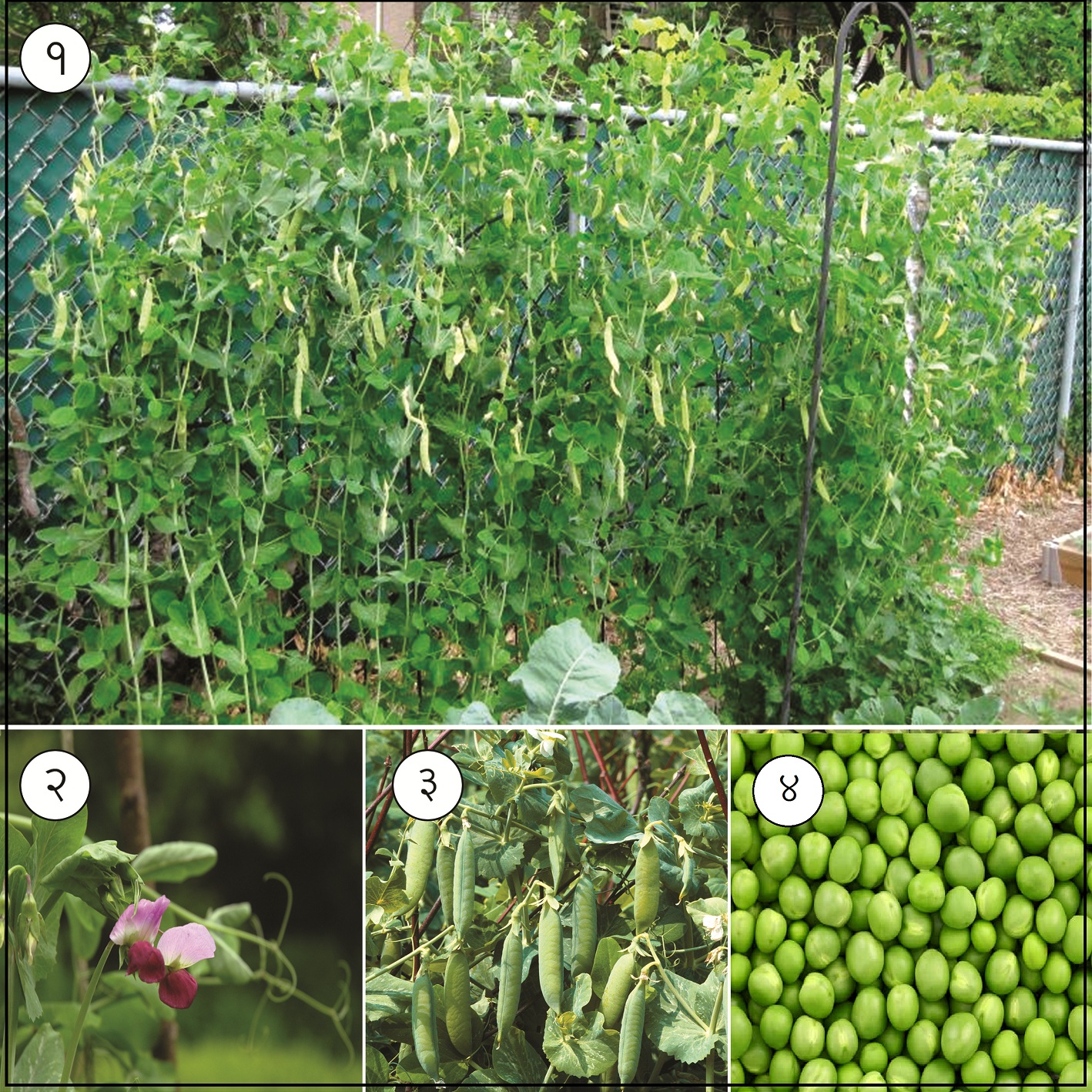 वाटाणा (Pea) – मराठी विश्वकोश