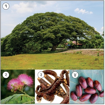 वर्षावृक्ष (Rain tree) – मराठी विश्वकोश
