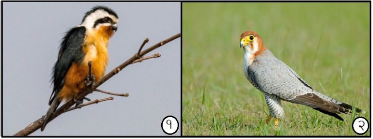 ससाणा (Falcon) – मराठी विश्वकोश