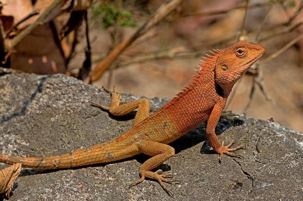 सरडा (Garden lizard) – मराठी विश्वकोश