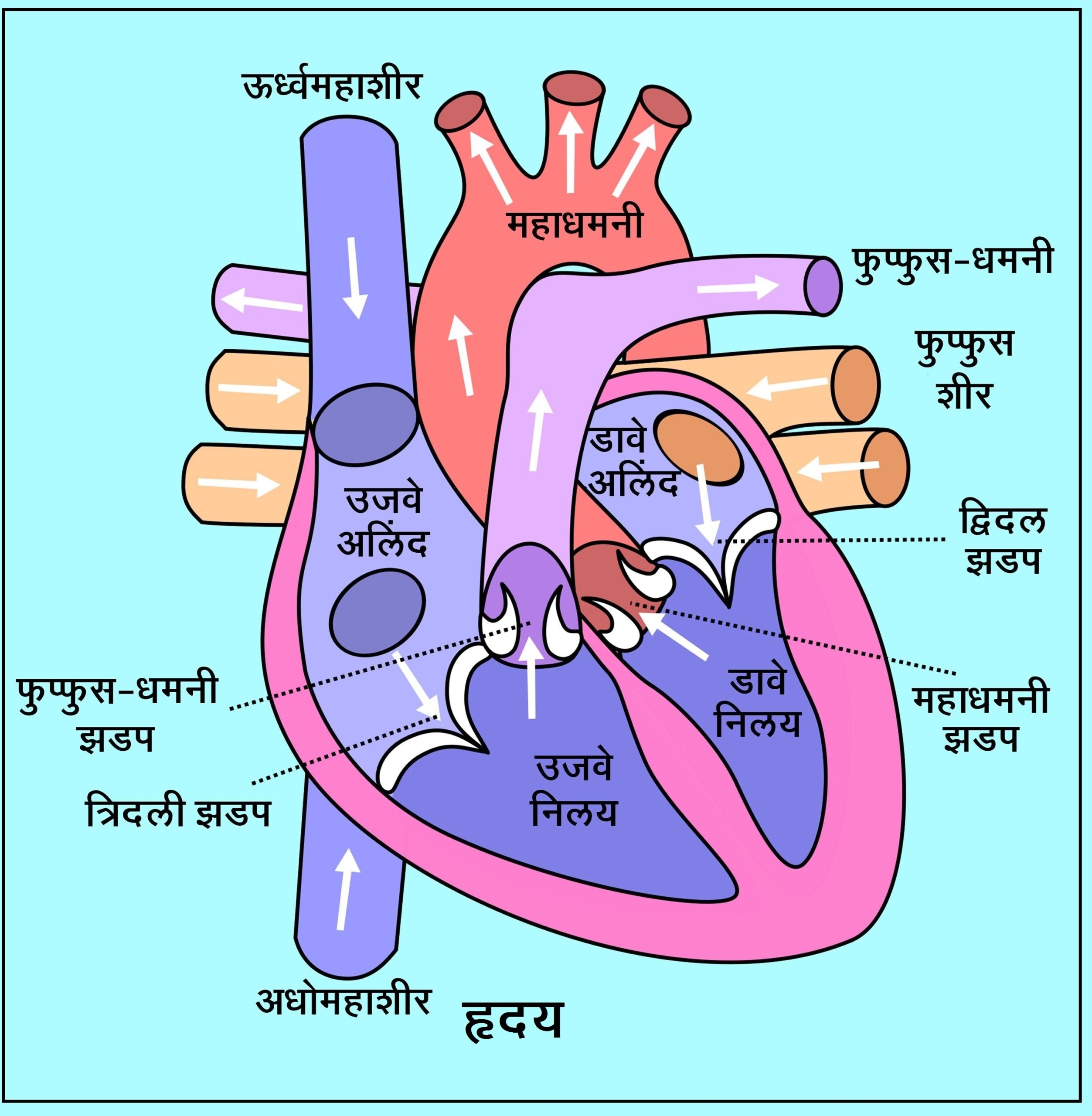 हृदय (Heart) – मराठी विश्वकोश