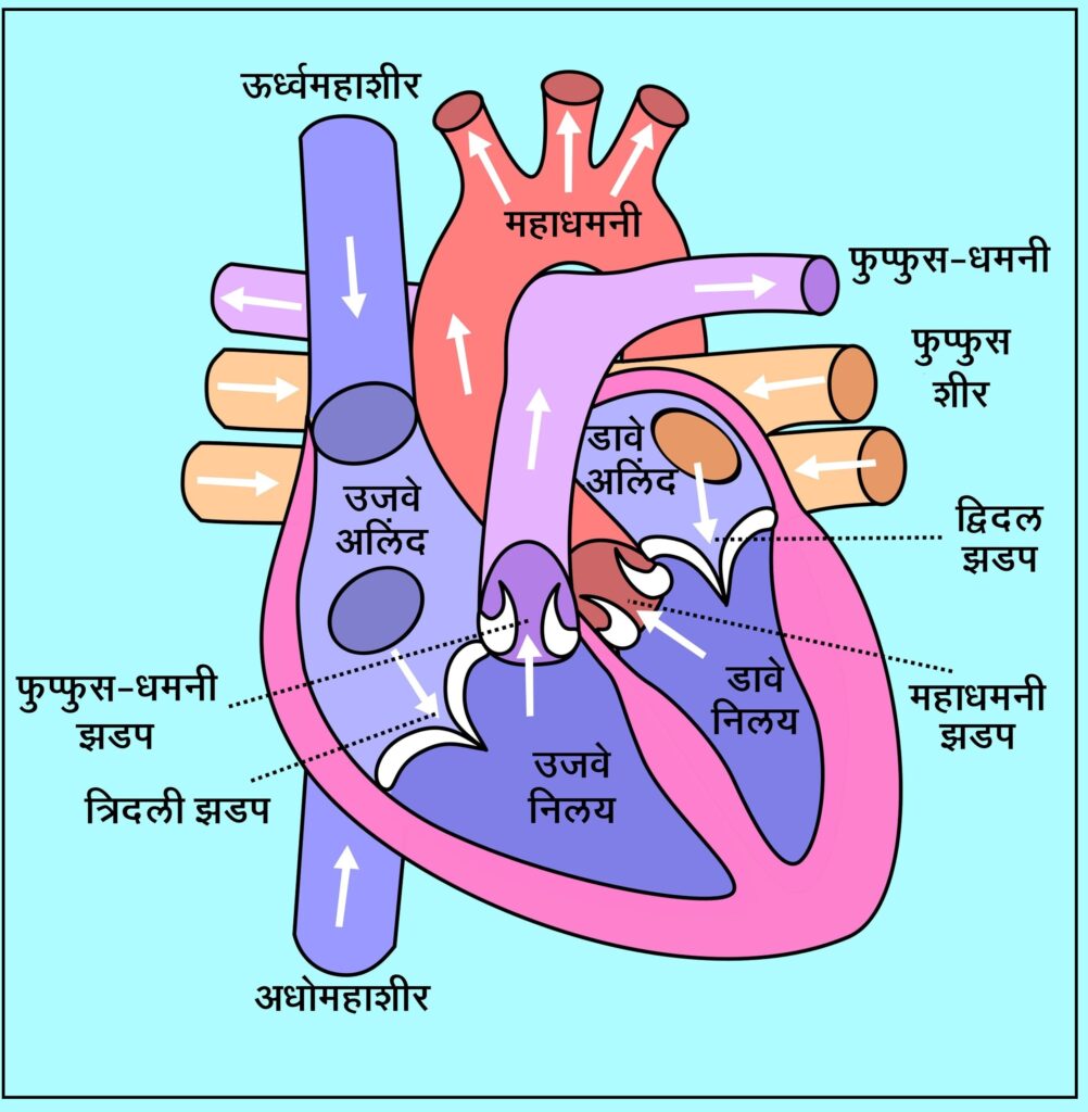 हृदय (Heart) – मराठी विश्वकोश